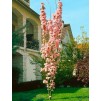 Japanese Flagpole Flowering Cherry Tree - Prunus amanagawa - 200-250cms