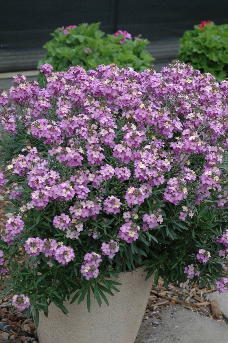 Erysimum Poem Lavender - Perennial Wallflower