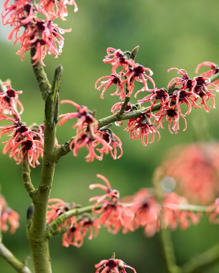 Hamamelis x intermedia 'Rubin' - Red Witch hazel