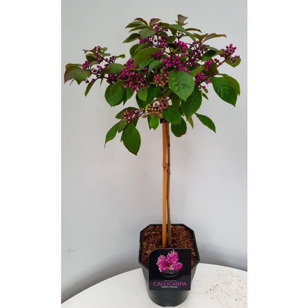 Callicarpa plants for sale | Buy Callicarpa UK delivery