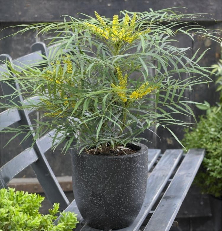 Mahonia Soft Caress - Spineless Evergreen Mahonia Shrub