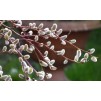 Kilmarnock Willow - Patio Standard Salix caprea 3-4ft Weeping Pussy ...