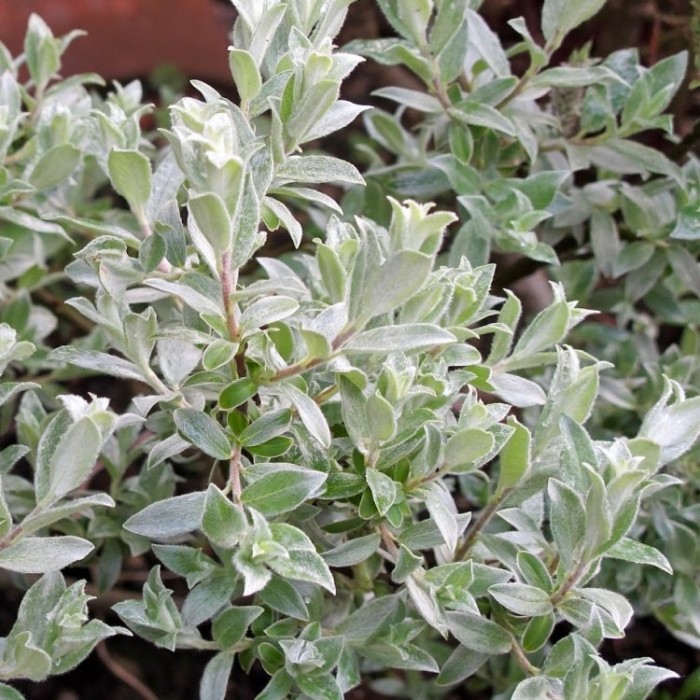 Hardy Silvery Topiary Oliver Tree - Salix helvetica - Swiss Willow ...