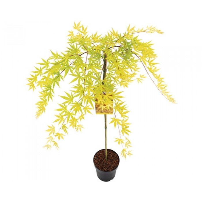 Acer palmatum 'Cascade Citrine' - Golden Foliage Weeping Waterfall ...