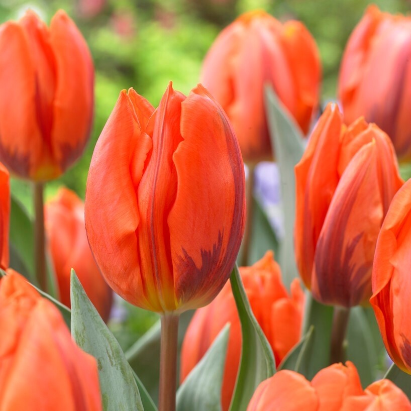 Tulip Hermitage - Pack of 12