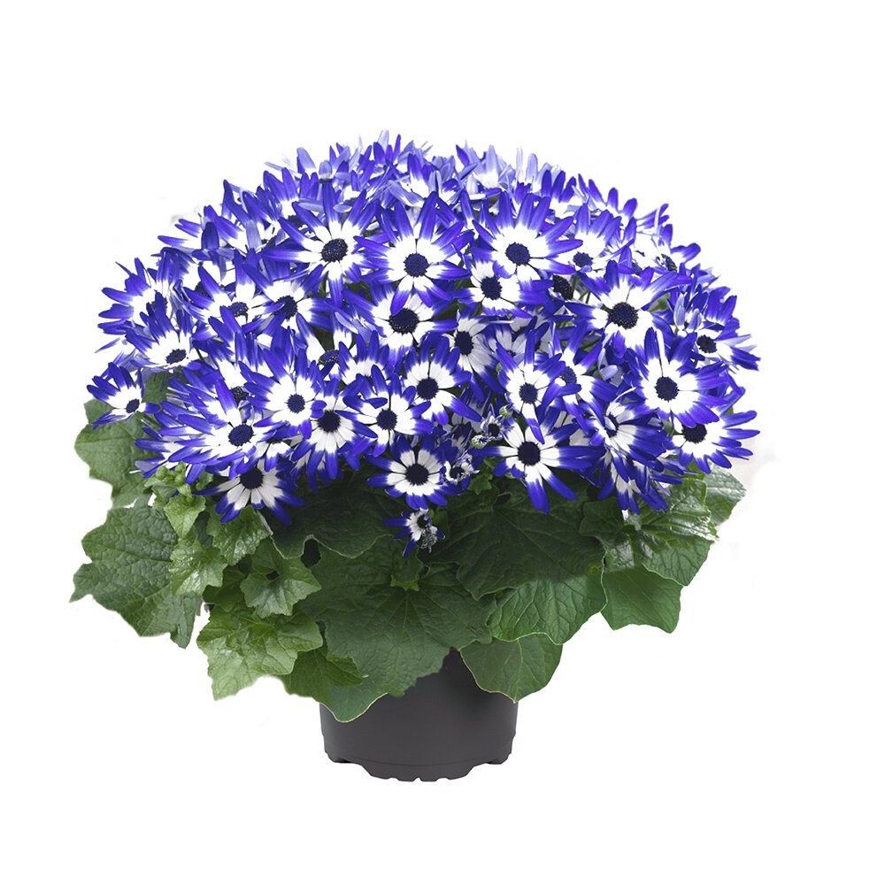 Blue Bicolour Senetti Plant in Bud & Bloom