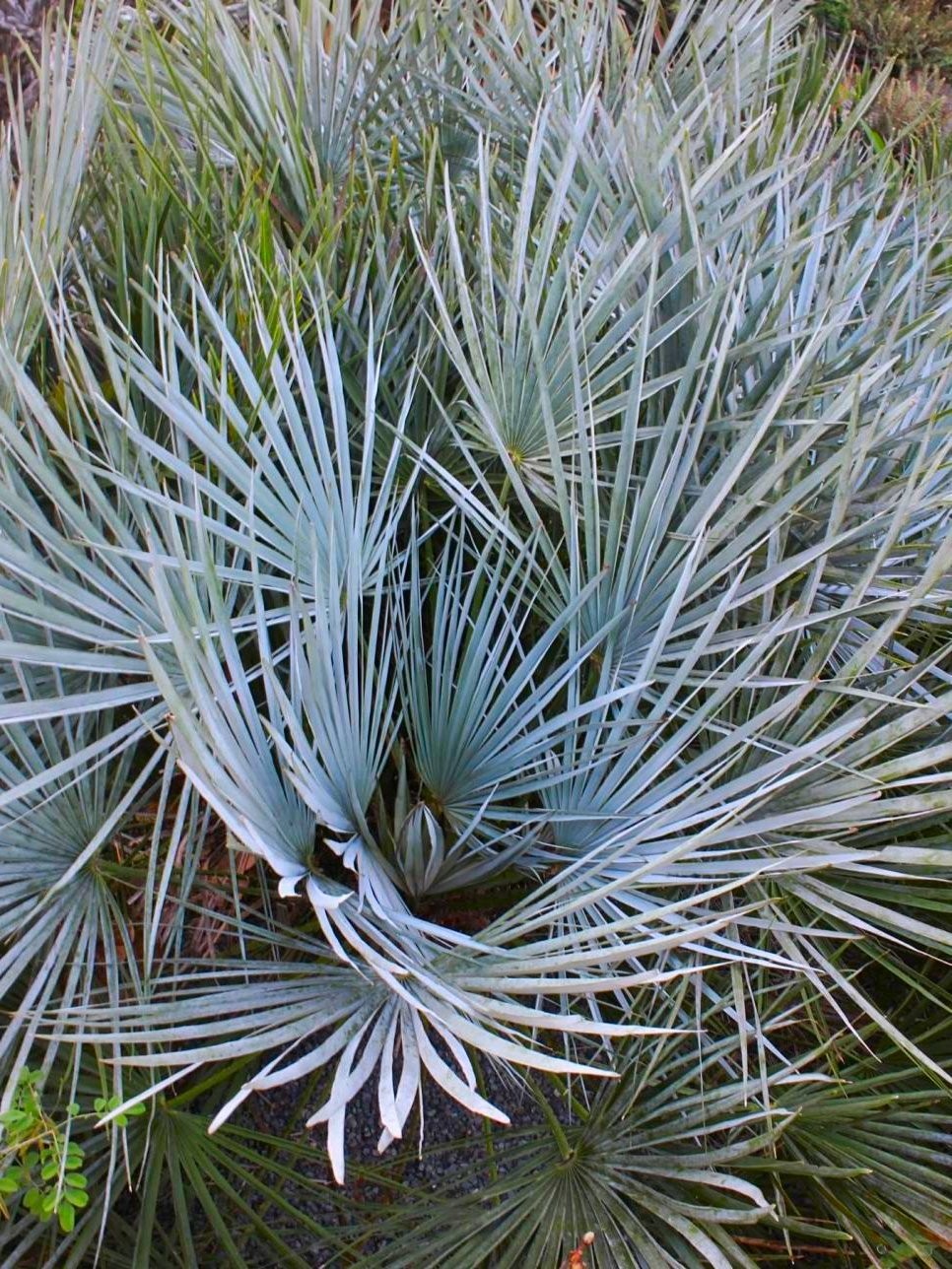 Chamaerops humilis Cerifera - Blue Mediterranean Fan Palm plants