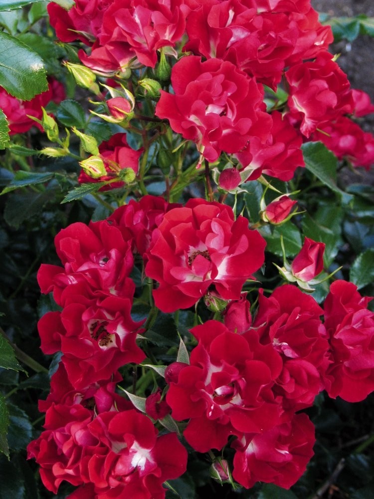 Rose Rambling Rosie - Courtyard Climber