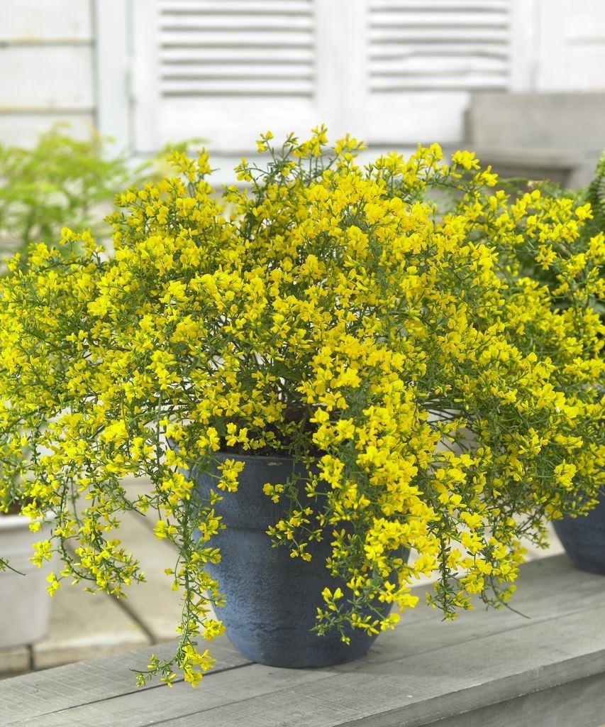 Genista Lydia - Hardy Dwarf Broom