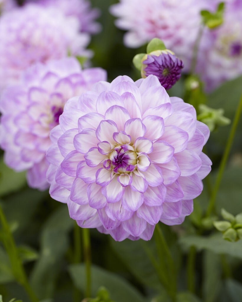 Dahlia Blue Wish