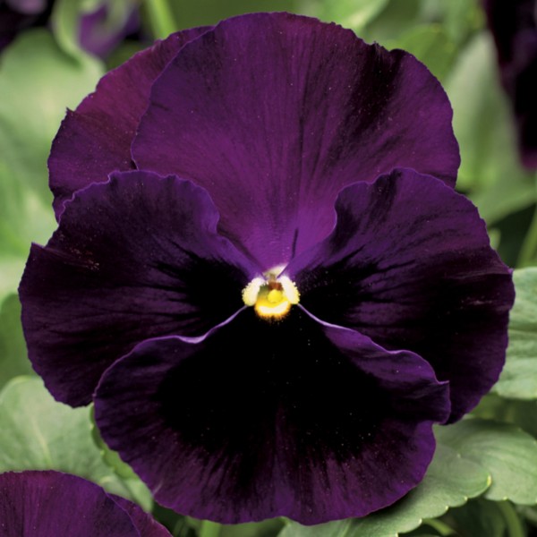 Pansy Colossus Lemon Shades - Pack of SIX Giant Flowered Pansy Plants
