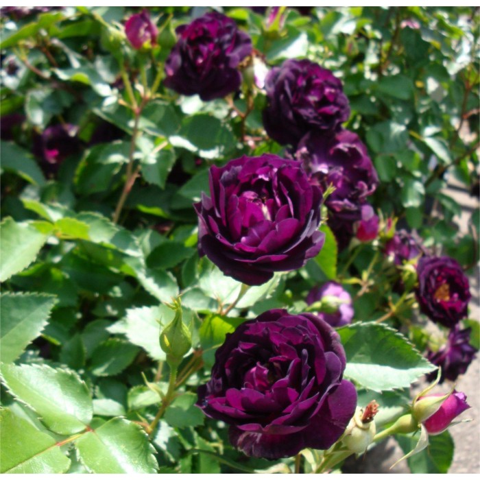 Rose Midnight Blue - Shrub Rose