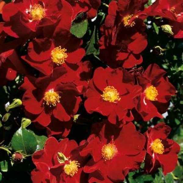 Flower Carpet Roses from Gardening Express - Roses Perfect for Ground Cover