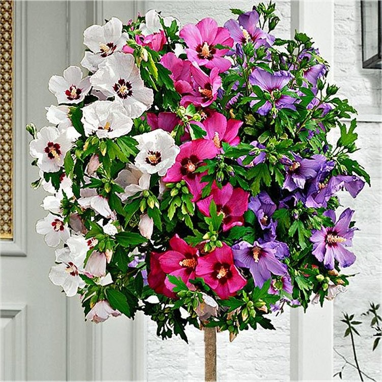 Large circa 5ft Tricolour Hibiscus Tree - Three Colours on One Tree!
