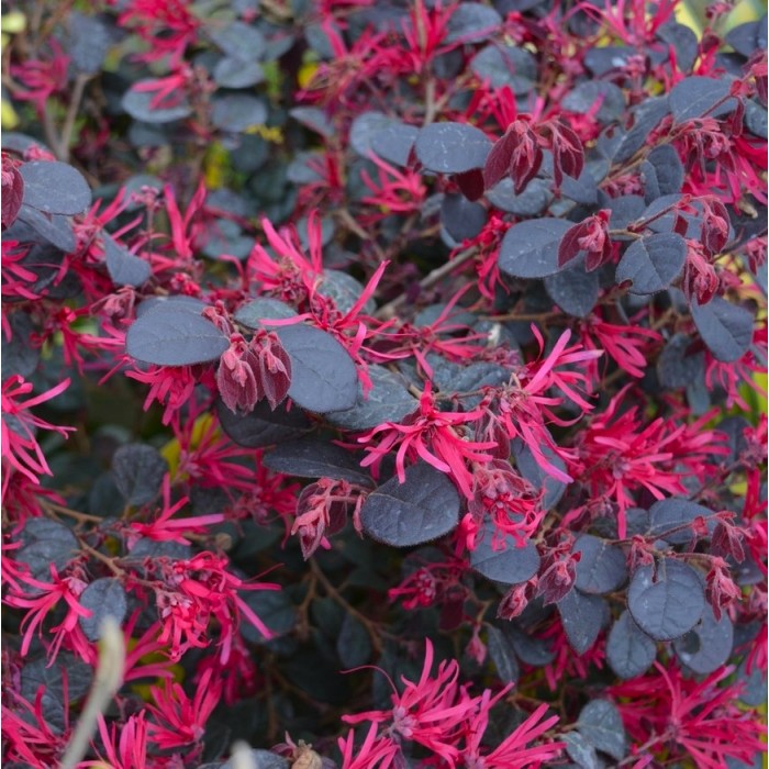 Loropetalum Black Pearl - Chinese Witch Hazel