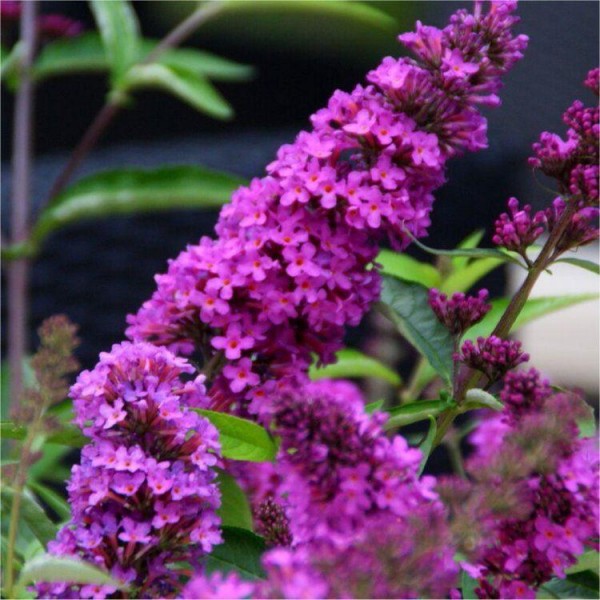 Buddleia Flutterby Free Petite Blue Heaven - Dwarf Buddleja Butterfly Bush