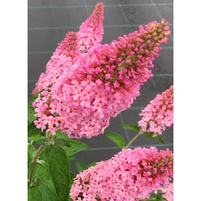 Buddleja davidii Pink Panther - Buddleia - Butterfly Bush