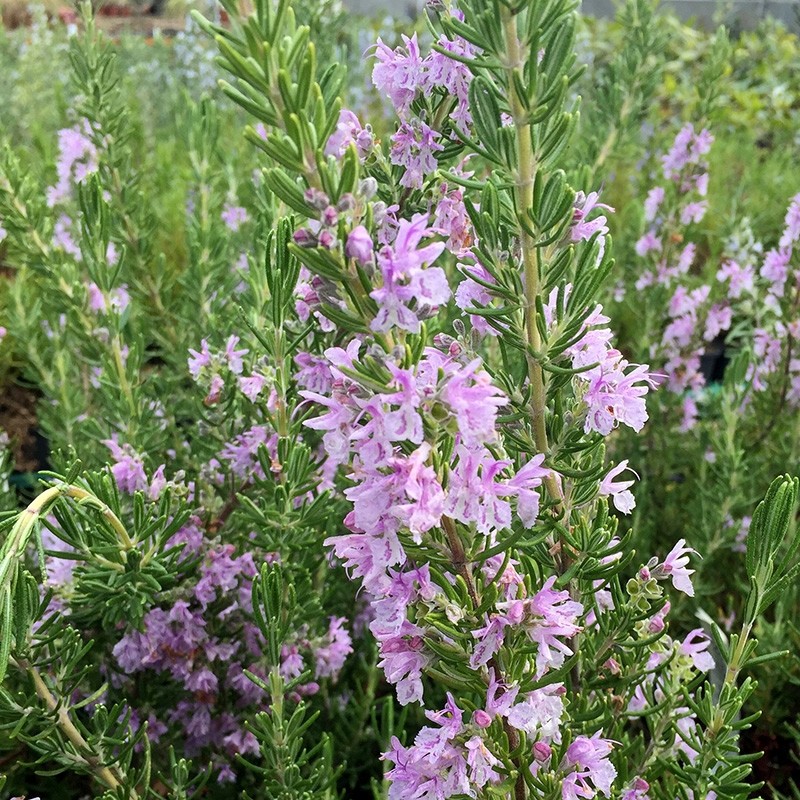 Pink Majorca Rosemary - Pink Flowering Rosmarinus officinalis Pink Majorca Rosemary - Pink Flowering Rosmarinus officinalis