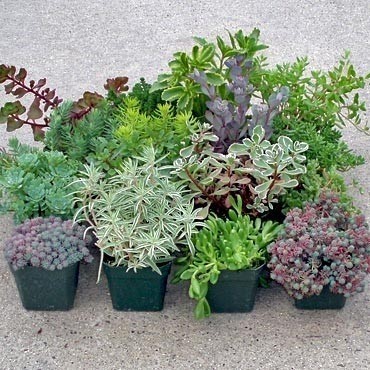 Hardy Succulent Sedum Collection - Pack of FIVE Evergreen Hardy Plants ...