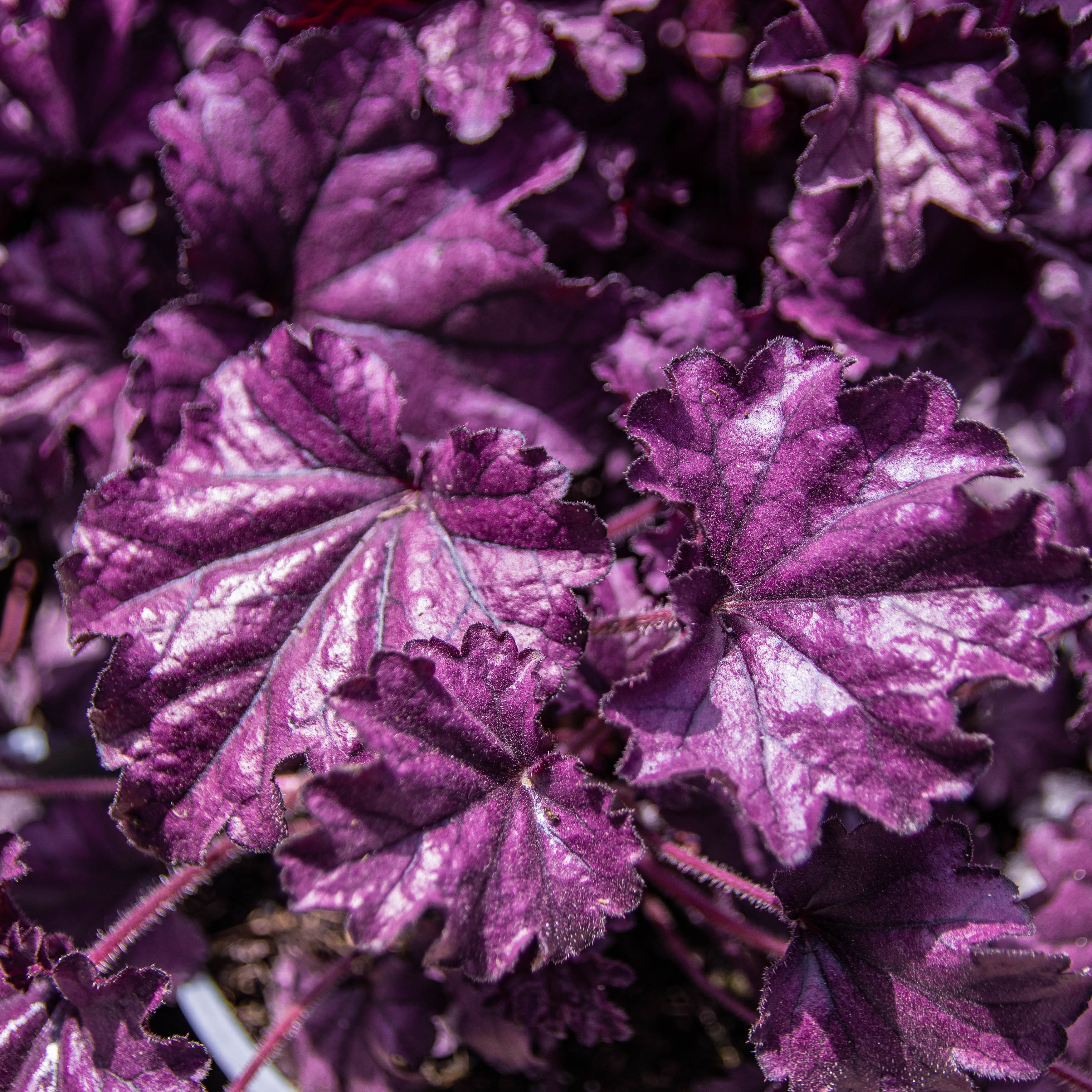 Heuchera Forever Purple