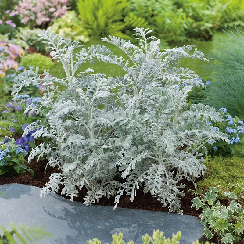 Silver Leaf Dusty Miller Plant - Senecio cineraria 'Silver Dust' - Pack ...