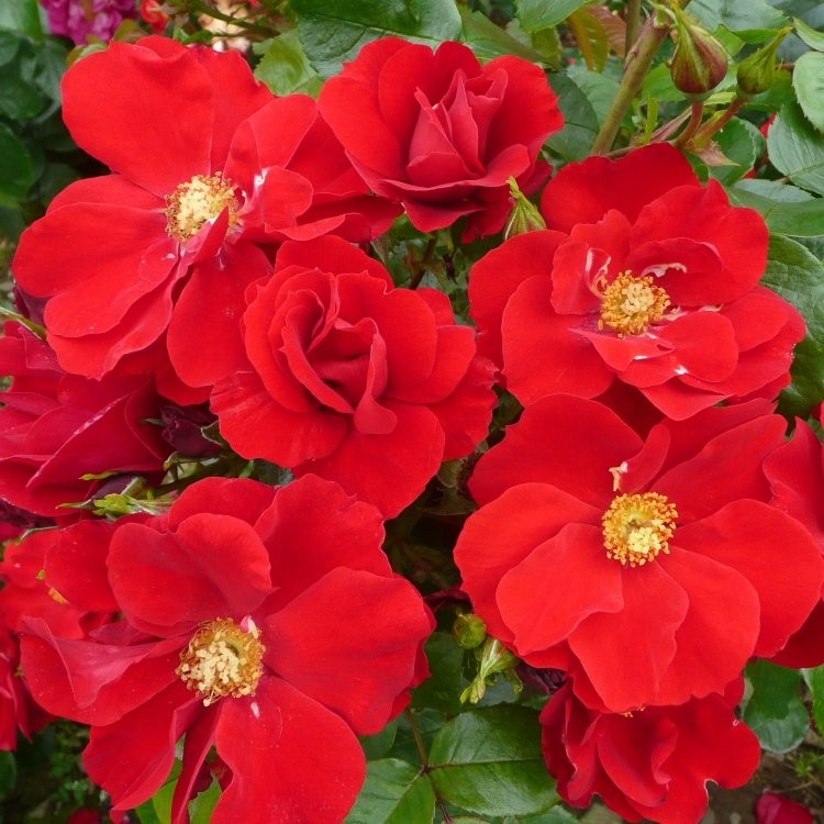 Rose W B Yeats - Shrub Rose