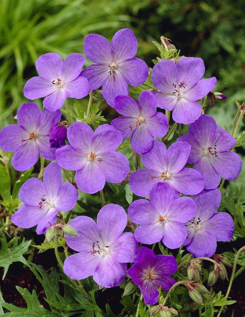 Geranium 'Johnson's Blue'