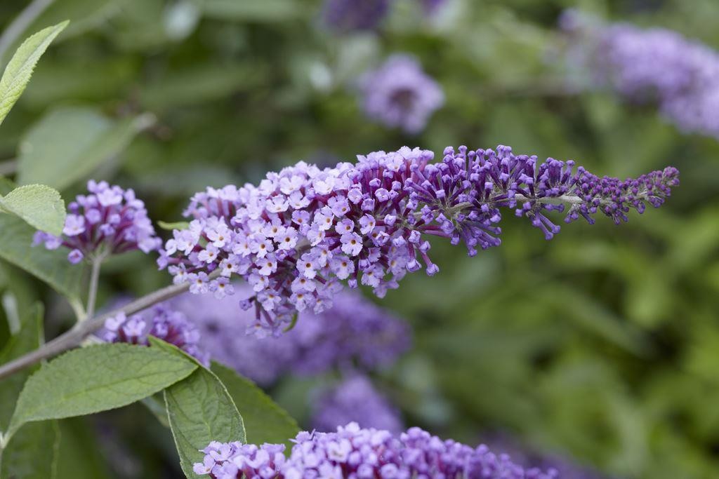 Buddleja Flutterby Flow - Lavender Flow Butterfly Bush Buddleja