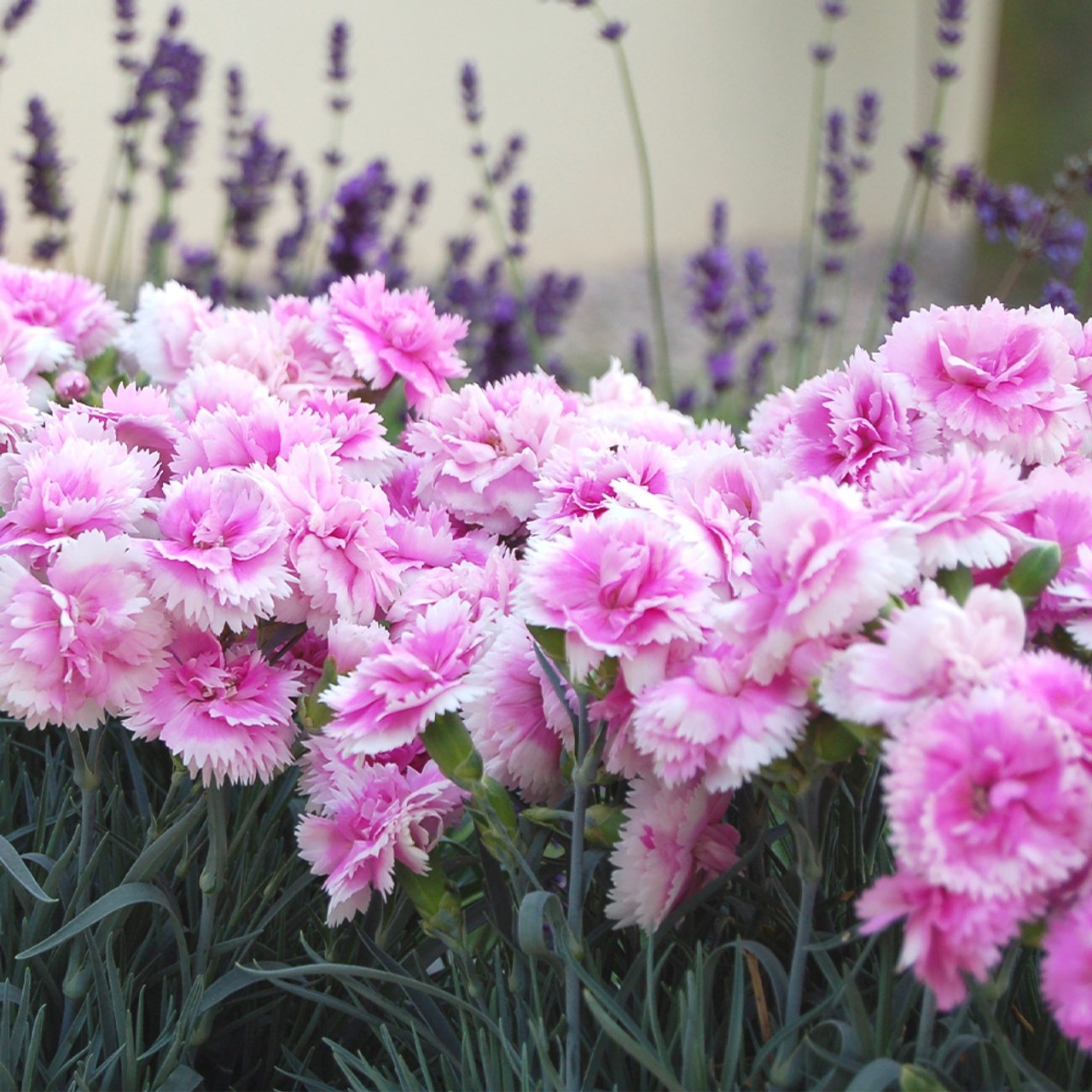 Dianthus Scent First Iced Gem