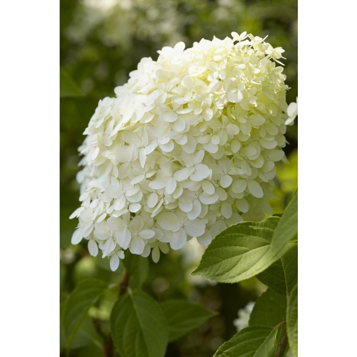 Hydrangea paniculata Limelight - EXTRA LARGE Flowering Plant