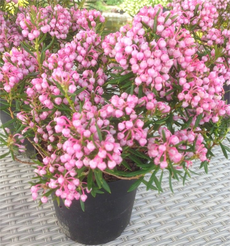 Andromeda polifolia - Blue Ice - Dwarf Evergreen