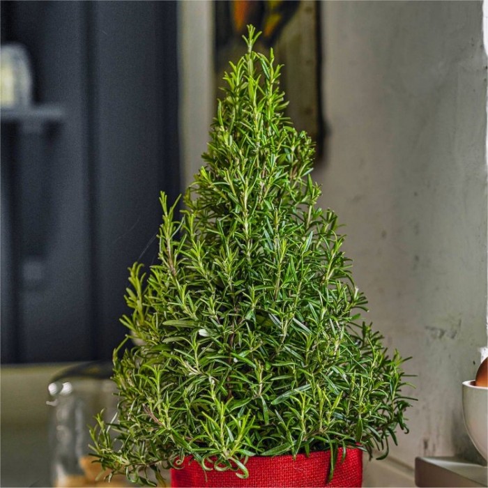 Rosemary Pyramid - Fragrant Rosmarinus officinalis