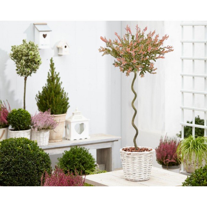 Standard Topiary Tree - Corksrew Stem Salix integra Flamingo ...