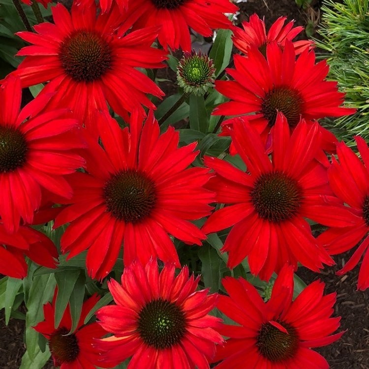 Echinacea Breeders Mix Sunny Colours Echinacea Plants - Pack of FIVE