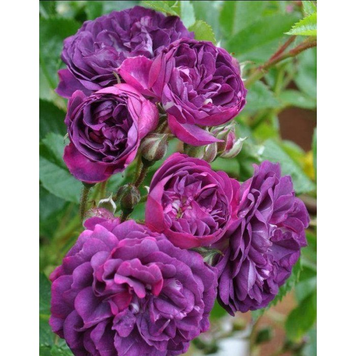 Rose Bleu Magenta - Climbing Rose Blue Magenta