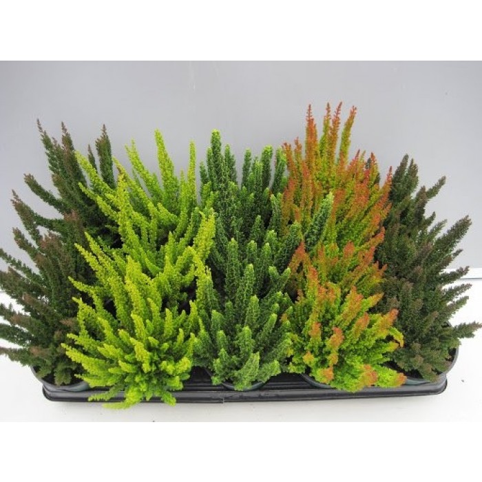 Heather Plant Collection - Calluna vulgaris Skyline Series - Pack of ...