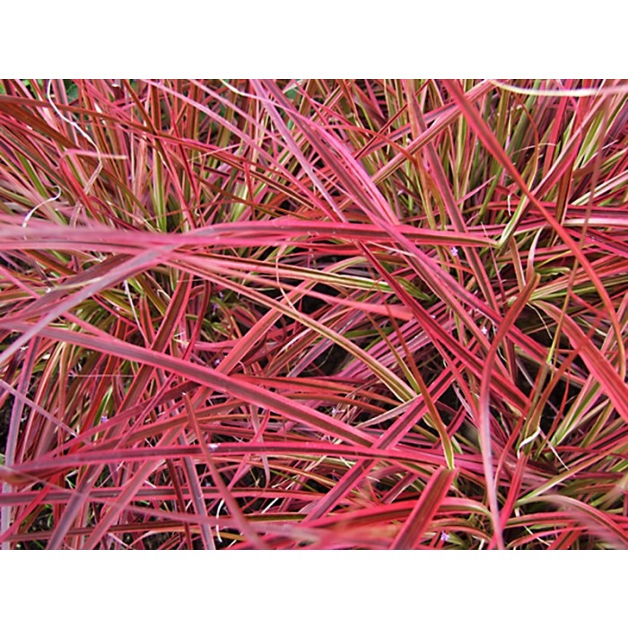 Pennisetum setaceum 'Fireworks' - Multi-colour Fountain Grass