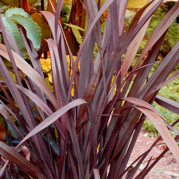 Buy Phormium plants online | Phormium shrubs for UK delivery