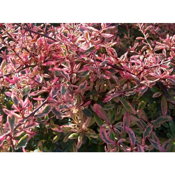 Pyracantha Sparkler - Variegated Evergreen Pyracantha