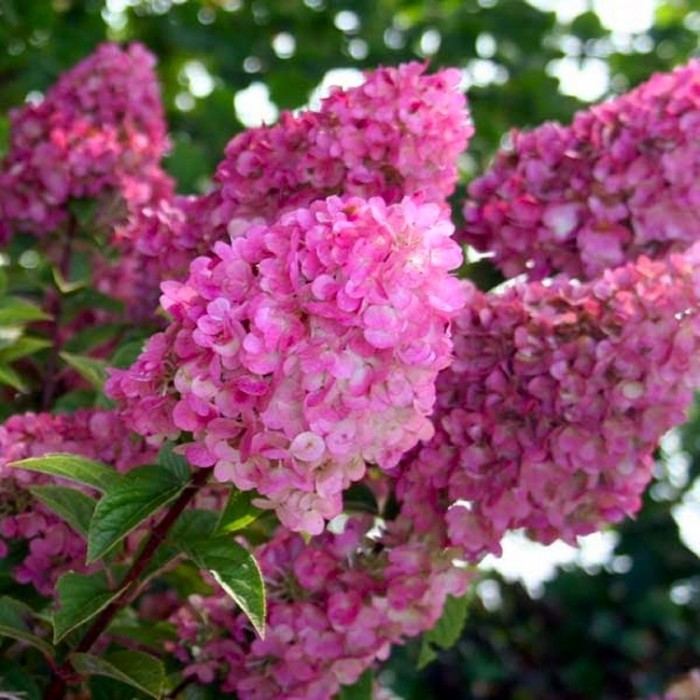 WINTER SALE - Hydrangea paniculata Sundae Fraise - Large Lollipop ...