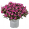 Azalea japonica Star Style 'Lilac'