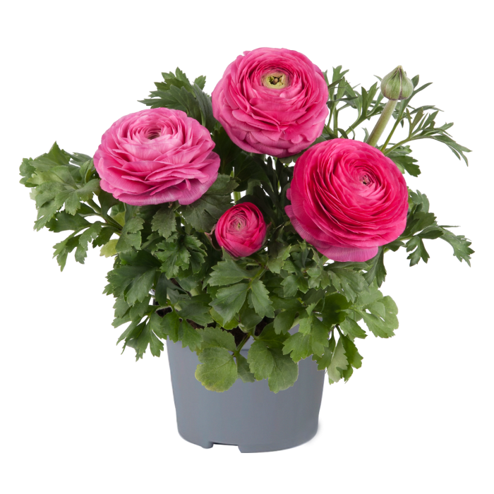 Ranunculus Hot Pink in Bud & Bloom