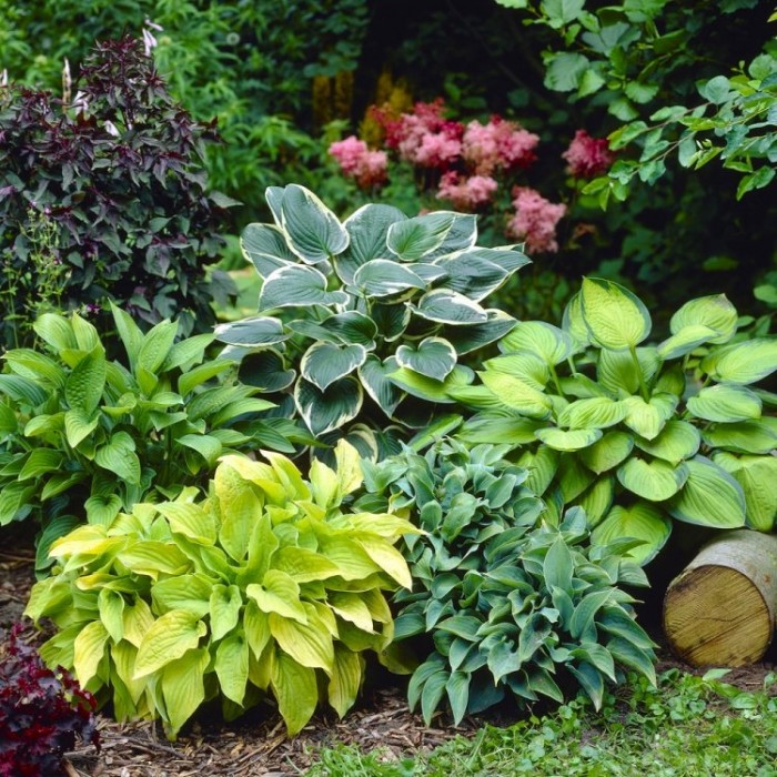 Premier Hosta Collection Shade Mixture - Pack of TEN