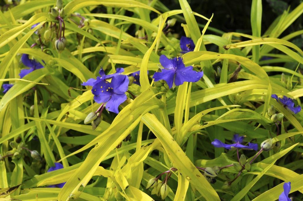 Tradescantia Sweet Kate (Blue N Gold)