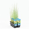 Typha minima - Dwarf Bulrush - Miniature Cattail