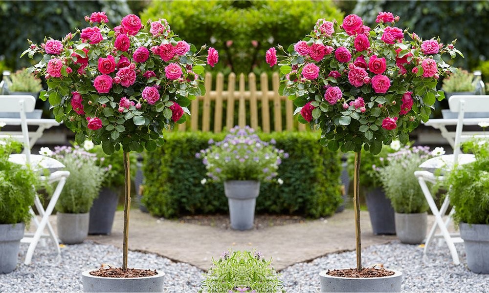 Pair of Standard PINK Flowering PATIO Rose Trees