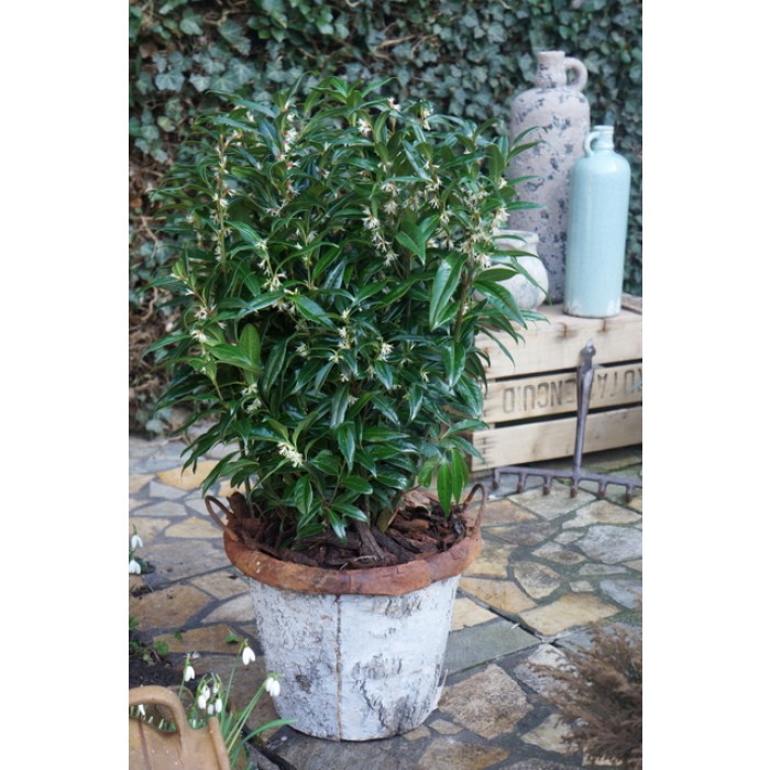 Sarcococca hookeriana Winter Gem - Fragrant Sweet Box - LARGE