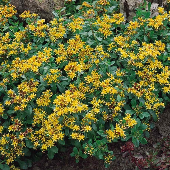 Hardy Succulent Sedum Collection - Pack of FIVE Evergreen Hardy Plants ...