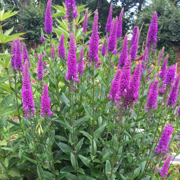 Veronica Purpleicious
