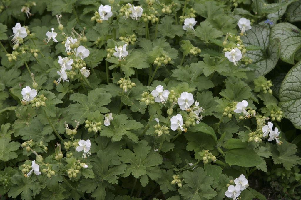 Geranium macrorrhizum White Ness